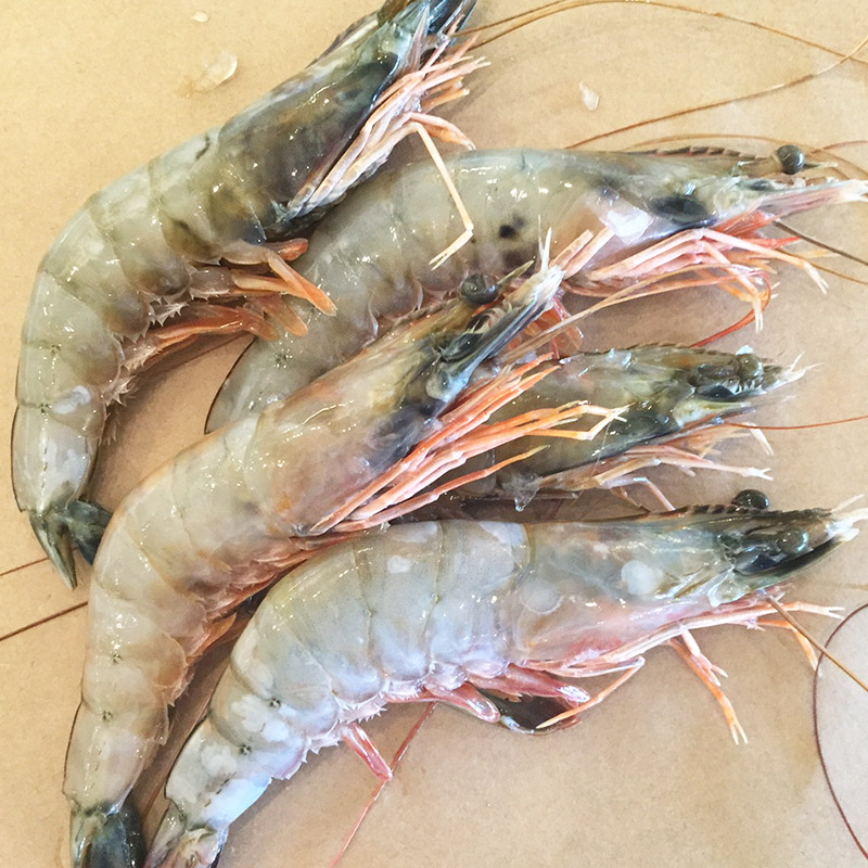 Crustaceans | Fishlads